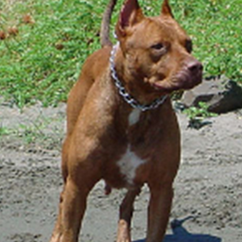 Gallery__0004_Penny | Destiny Pits