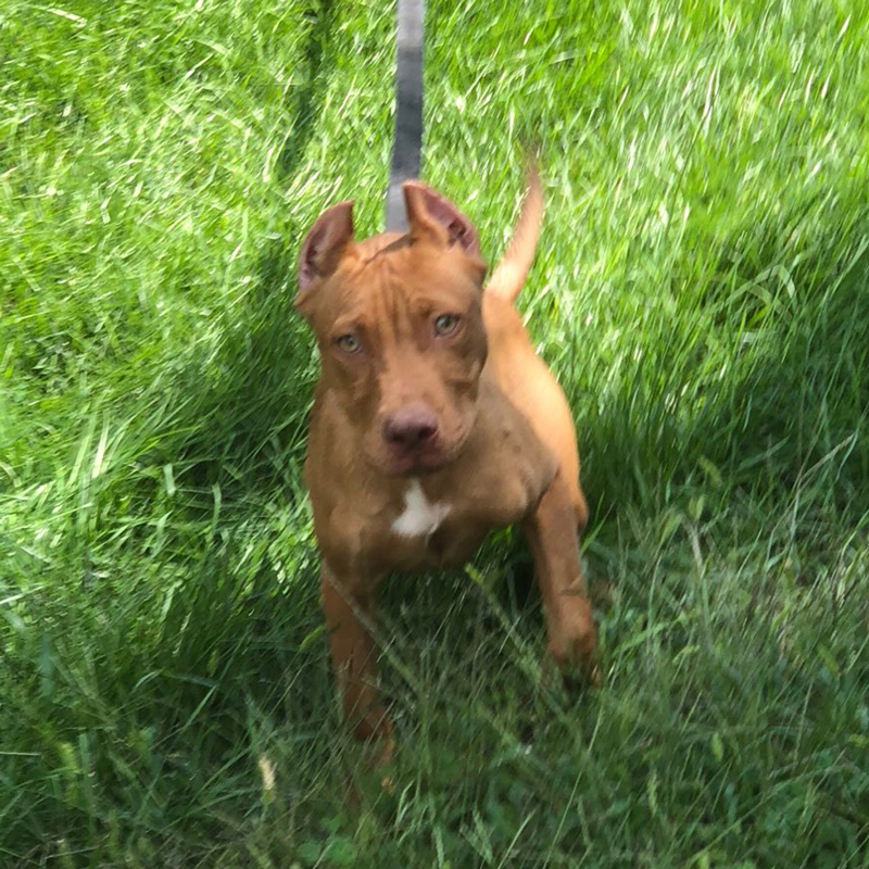 RED MELO | Destiny Pits