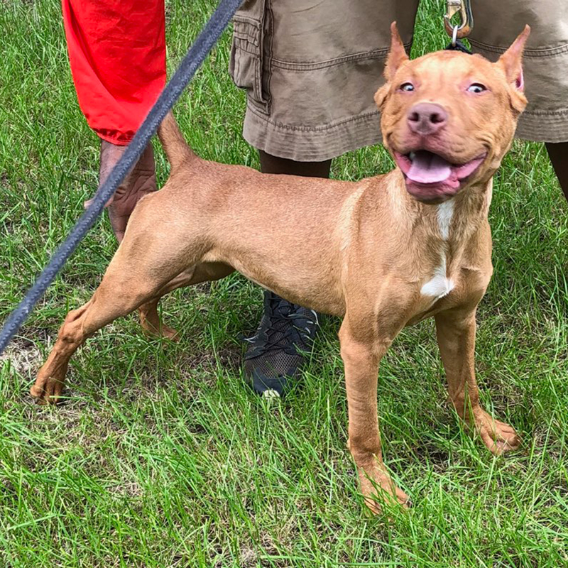 RED MELO | Destiny Pits