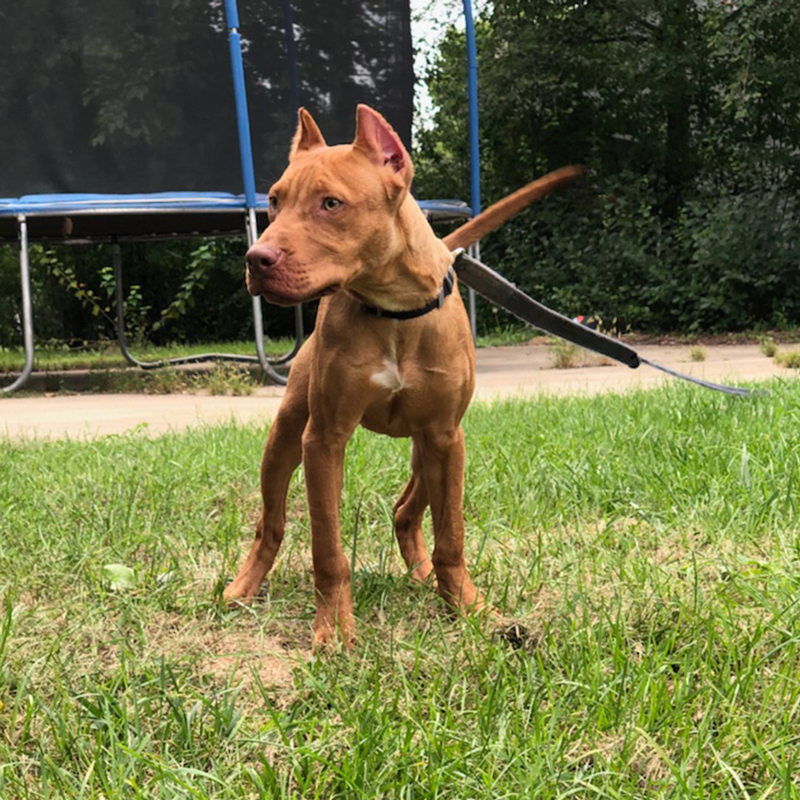 RED MELO | Destiny Pits