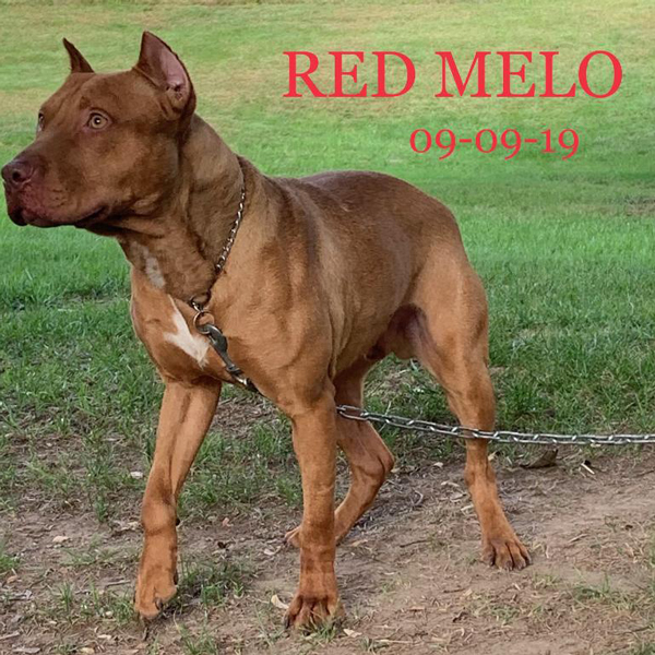 RED MELO | Destiny Pits