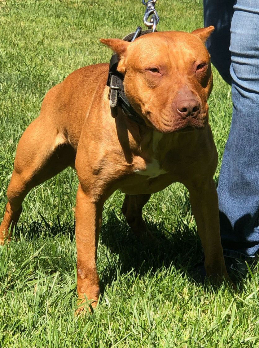 RED MELO | Destiny Pits